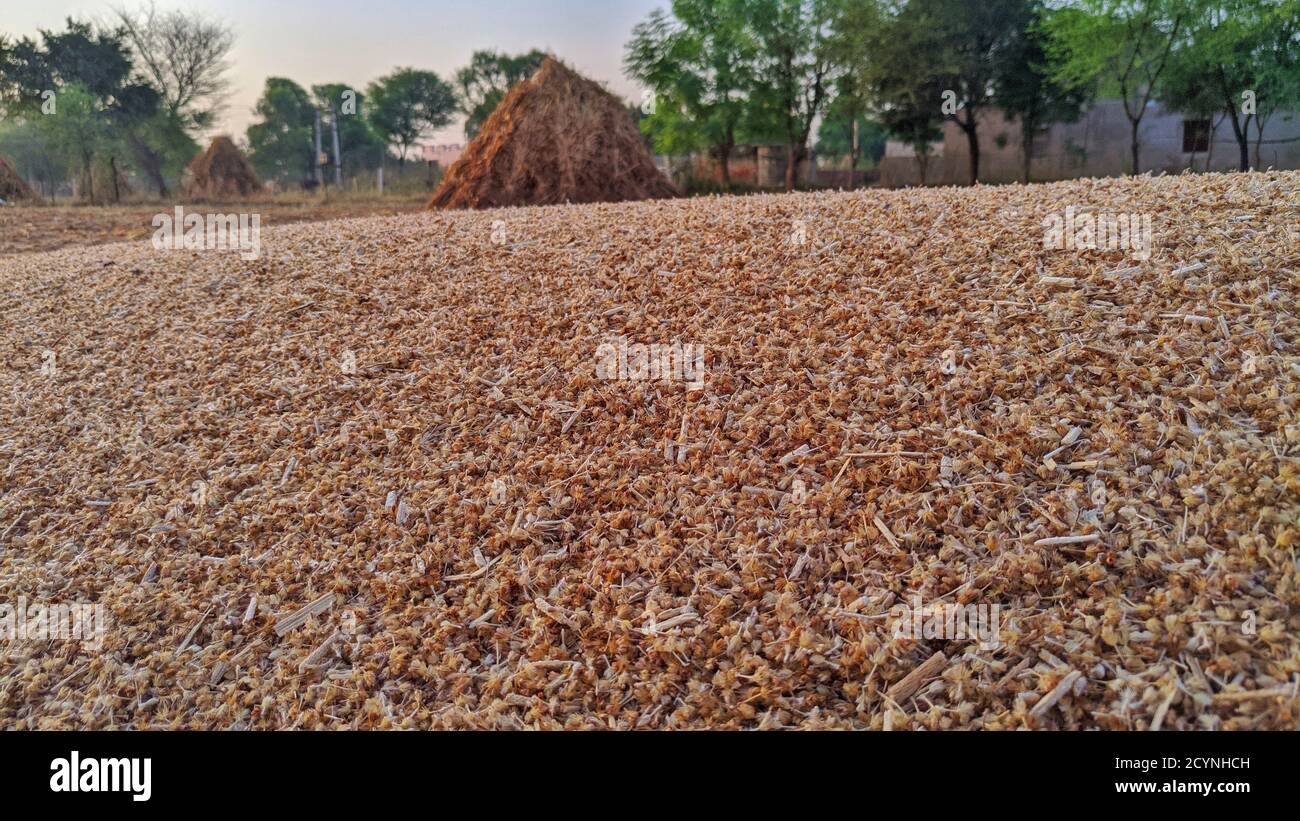 Dry hay forage for animals from millet crops Stock Photo - Alamy