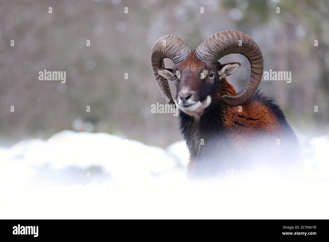 Mouflon ram looking on meadow in wintertime nature Stock Photo - Alamy