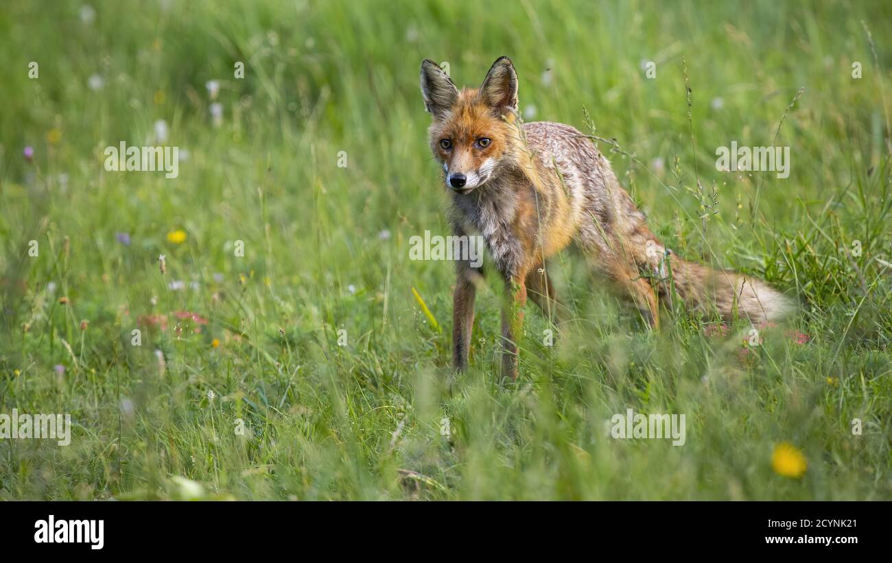 Red fox standing on flower meadow in summer nature Stock Photo - Alamy