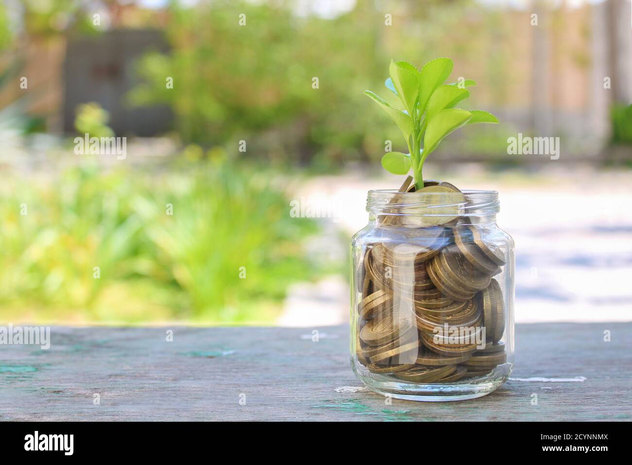 Coins in glass jar and growing tree. Concept of profitable cash ...