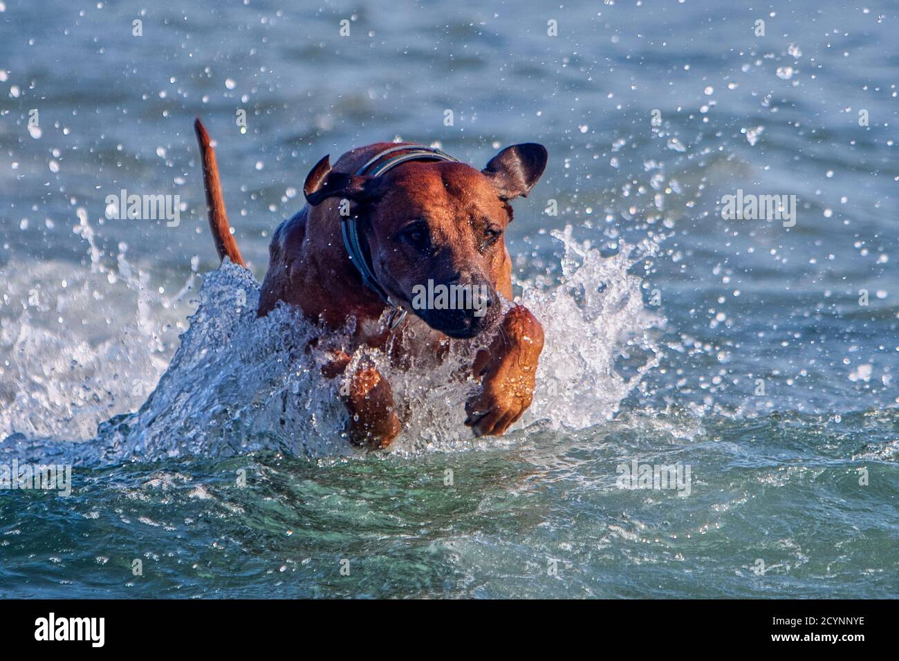 Active athletic dog rhodesian hi-res stock photography and images - Alamy