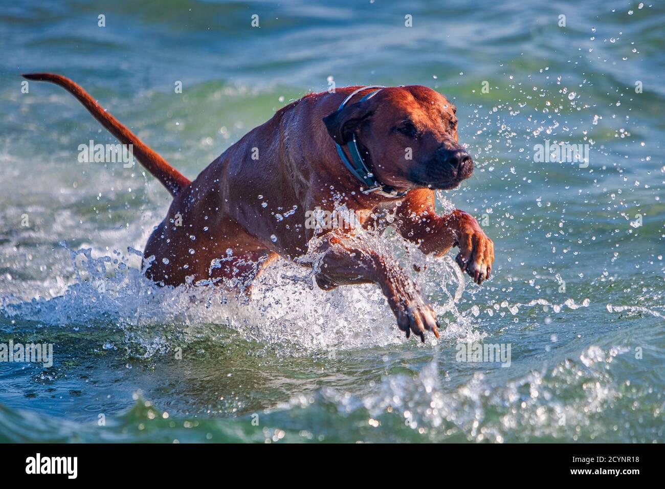 Running rhodesian ridgeback hi-res stock photography and images - Alamy
