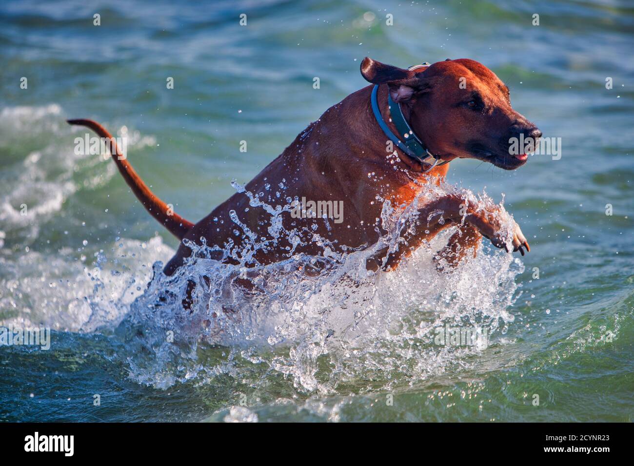 Active athletic dog rhodesian hi-res stock photography and images - Alamy