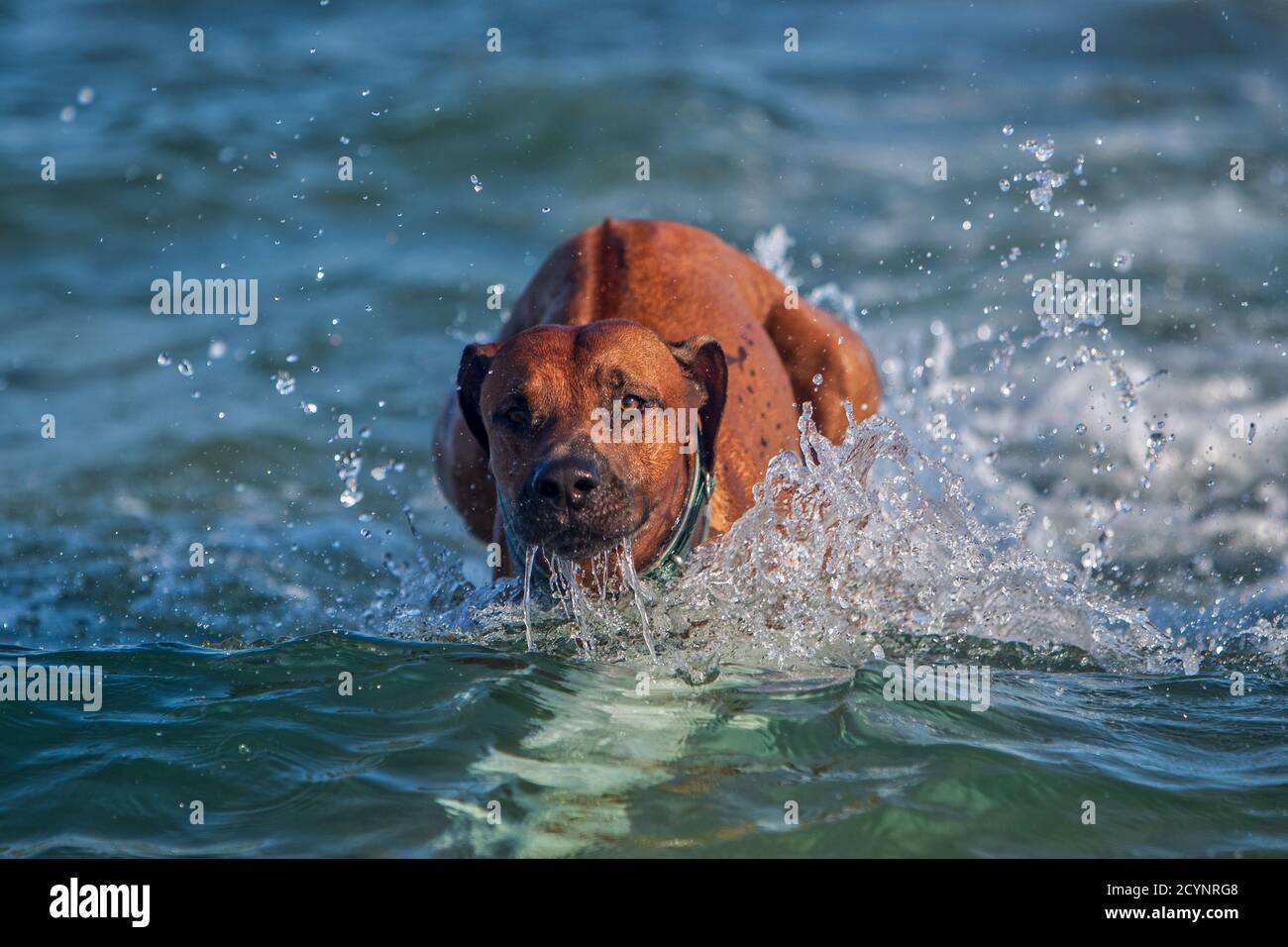 Running rhodesian ridgeback hi-res stock photography and images - Alamy