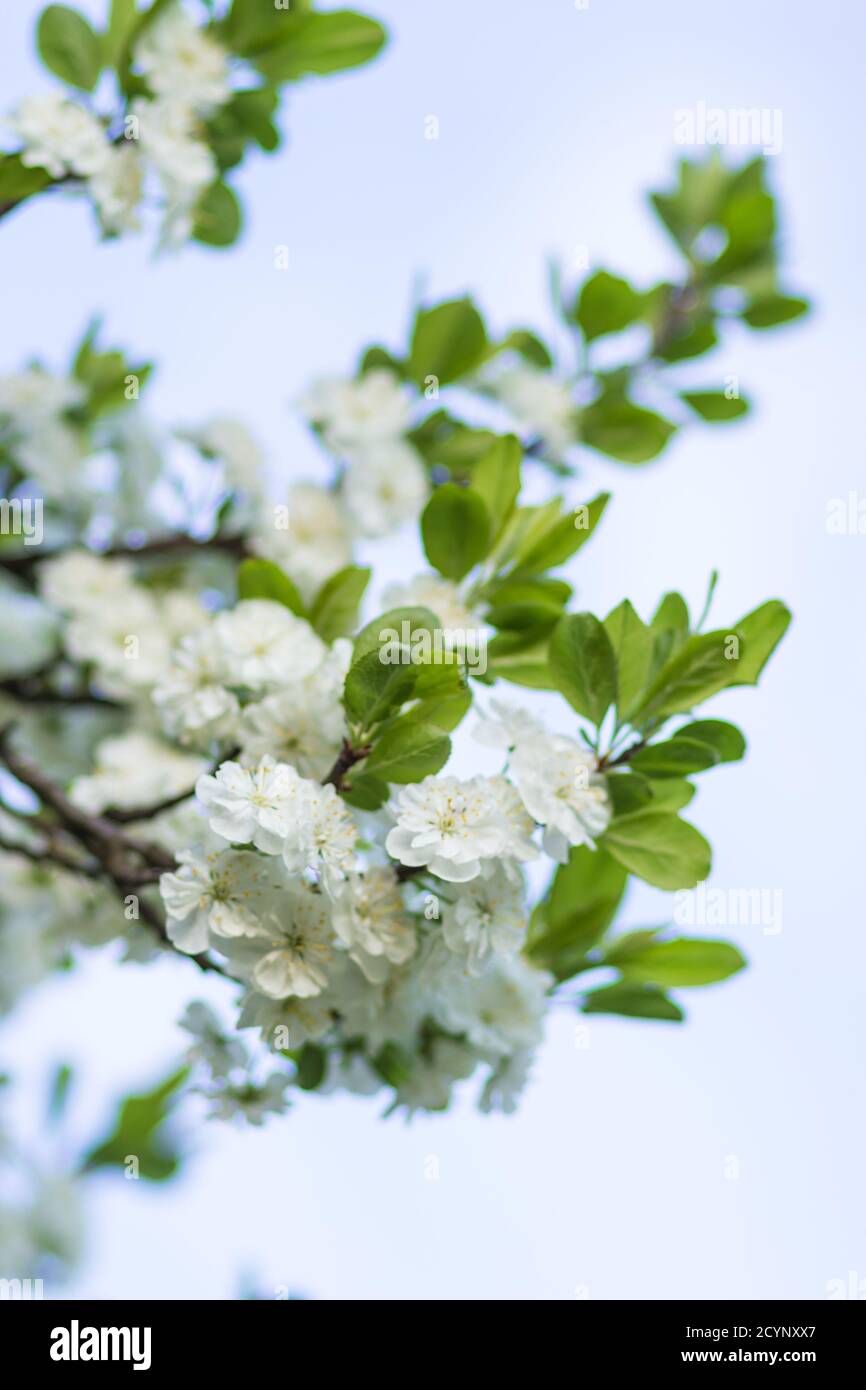 blooming plum trees in spring park Stock Photo - Alamy