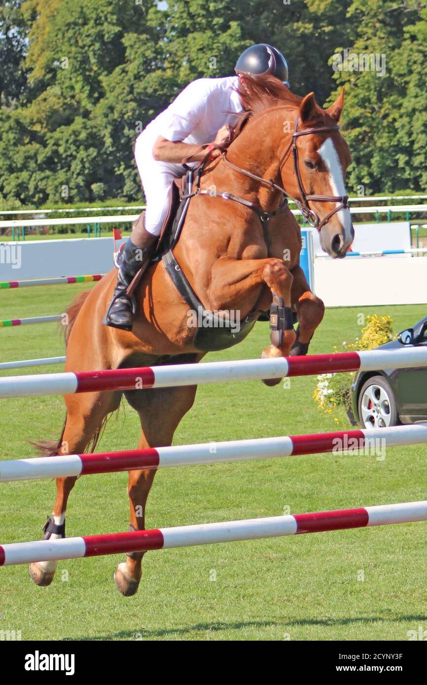 Chevaux concours hi-res stock photography and images - Alamy