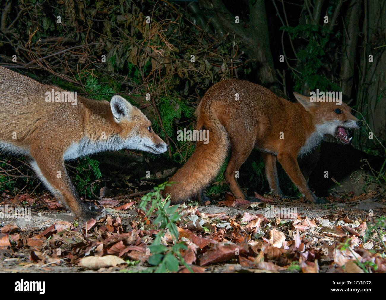 Two foxes one standing above the other with ears back and teeth barred ...