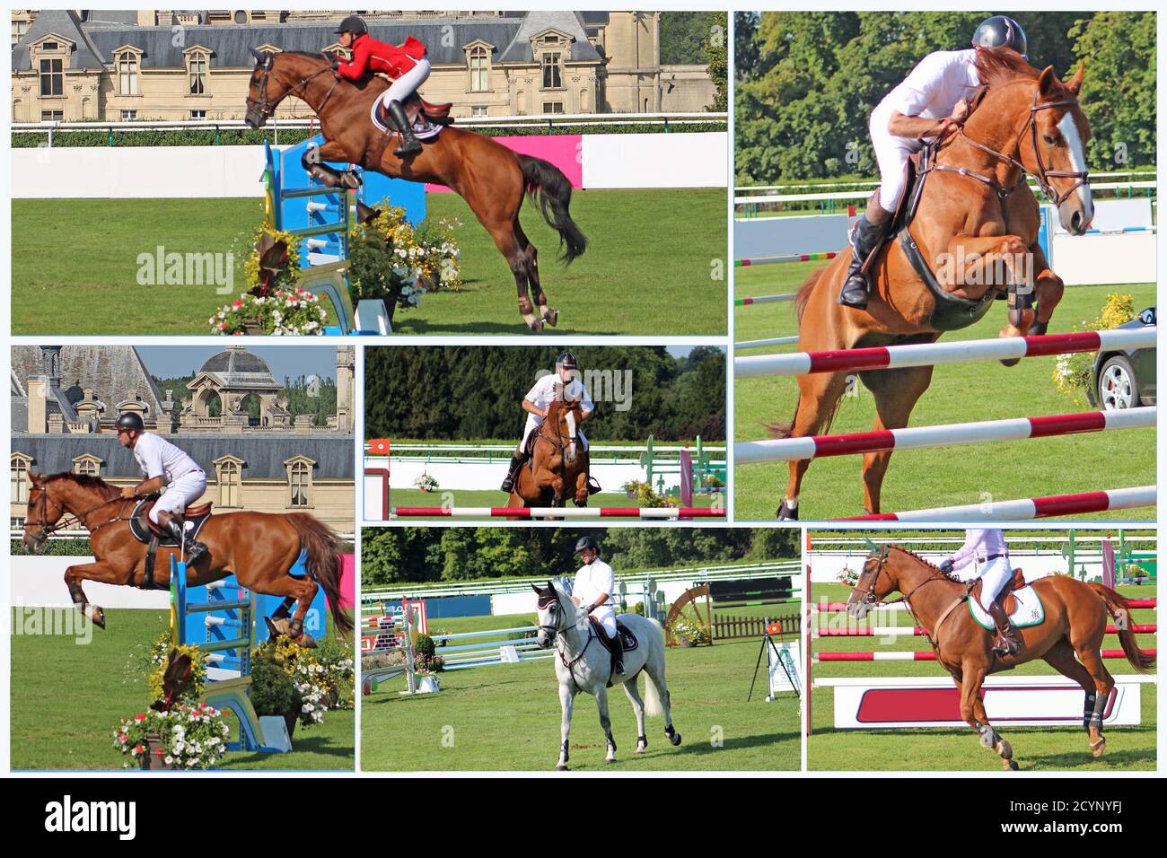 Chevaux concours hi-res stock photography and images - Alamy