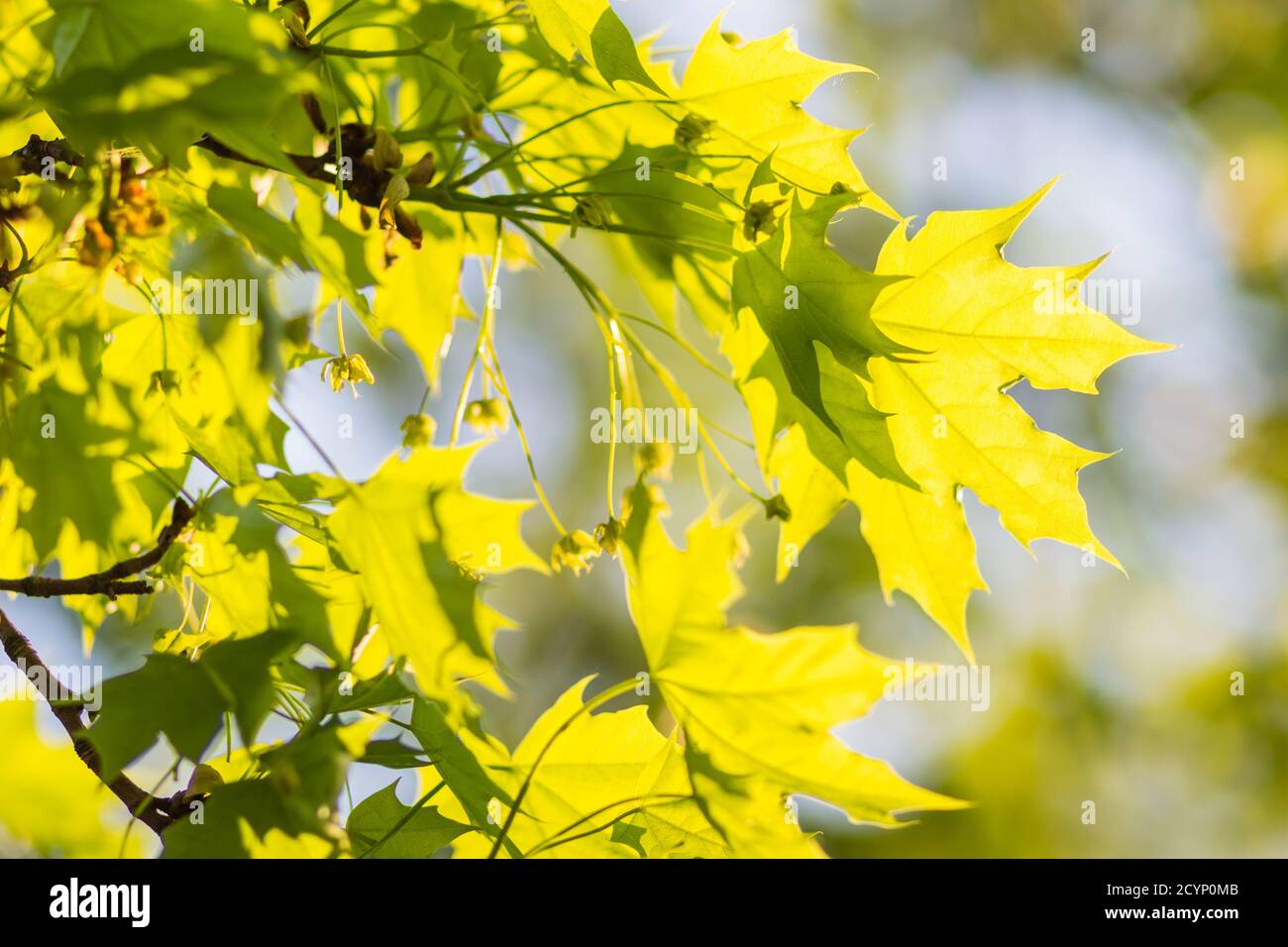 Maple branch young leaves in hi-res stock photography and images - Alamy