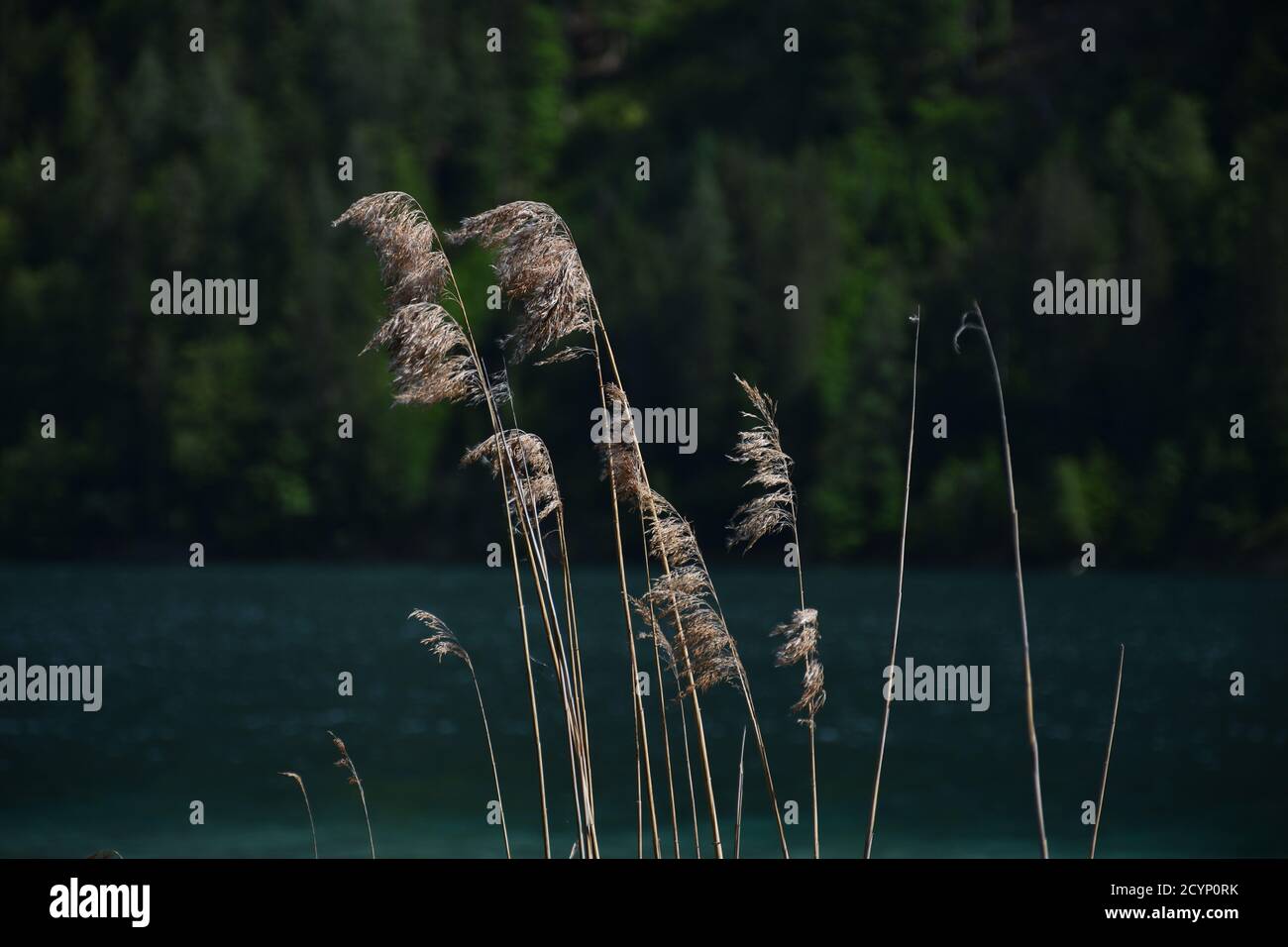 Schilf, Schilfgras, Phragmites australis, Schilfrohr, Ufer, gewässer ...