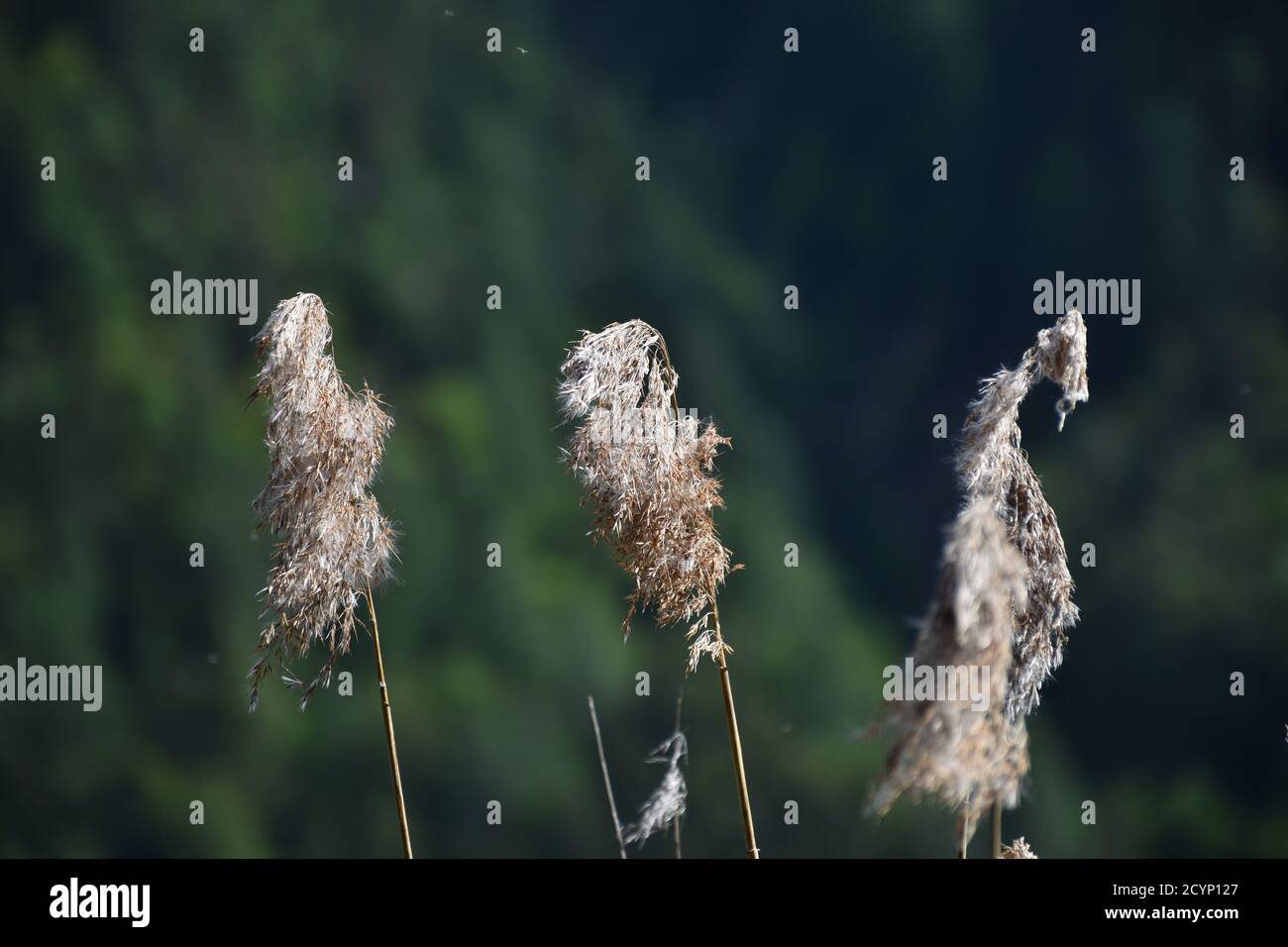 Schilf, Schilfgras, Phragmites australis, Schilfrohr, Ufer, gewässer ...