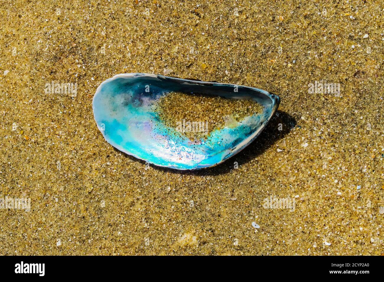 Kerala sea shells hi-res stock photography and images - Alamy