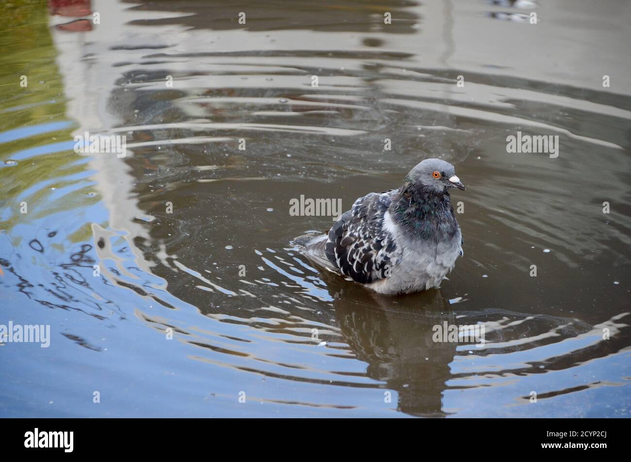 a pigeon bathing in a puddle in london england UK Stock Photo - Alamy