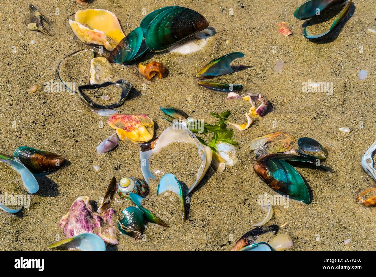 Kerala sea shells hi-res stock photography and images - Alamy