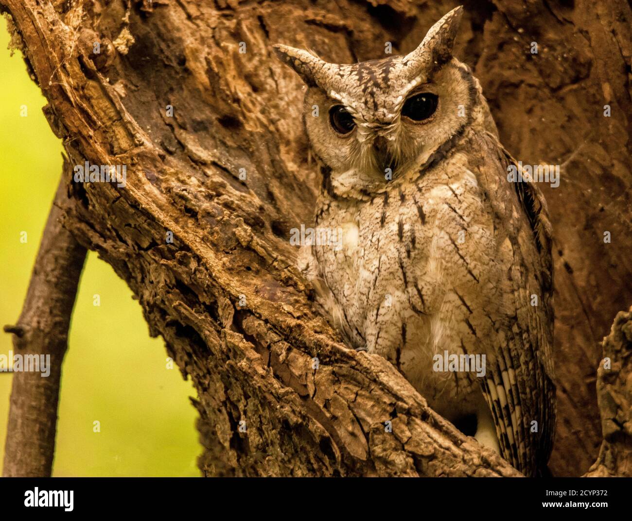 Indian Scops Owl High Resolution Stock Photography and Images - Alamy