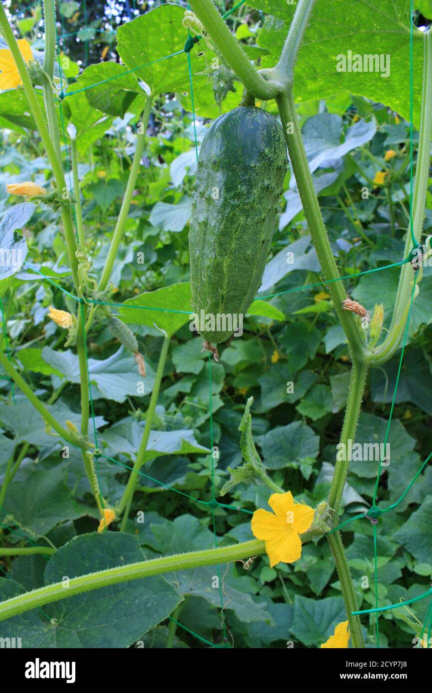 Cucumber on the vine Stock Photo - Alamy
