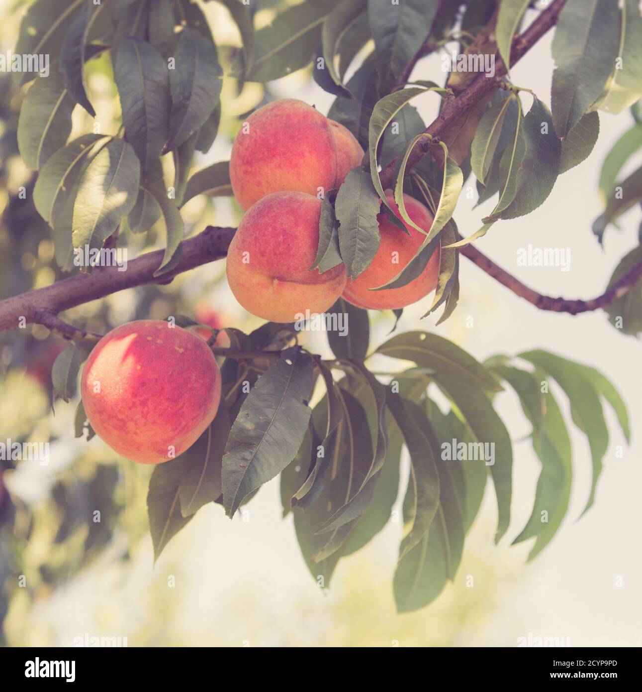 Peaches on a tree Stock Photo - Alamy