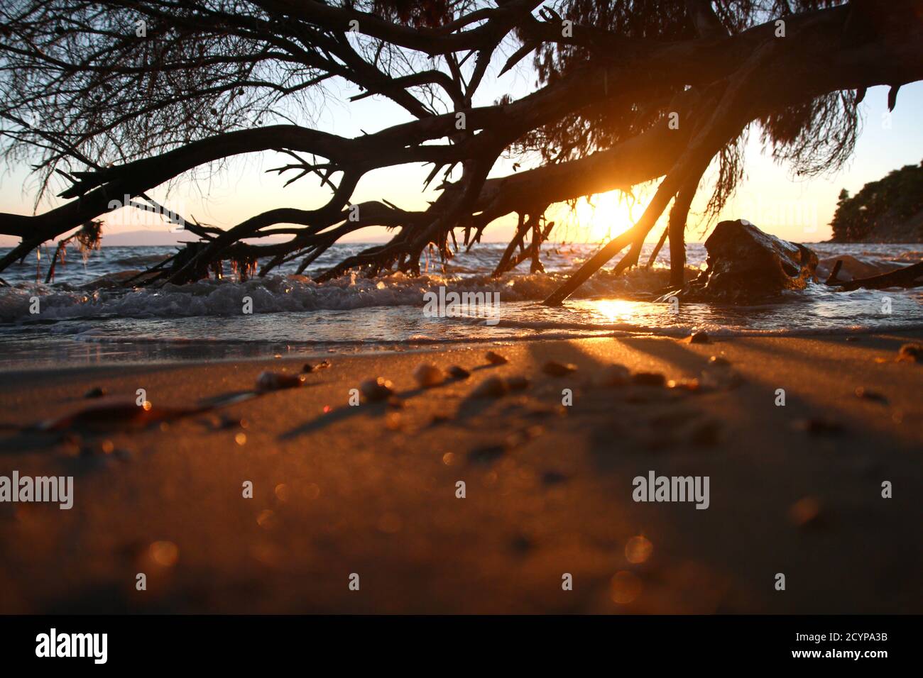 sea sunset death tree, landscape natural background Stock Photo - Alamy