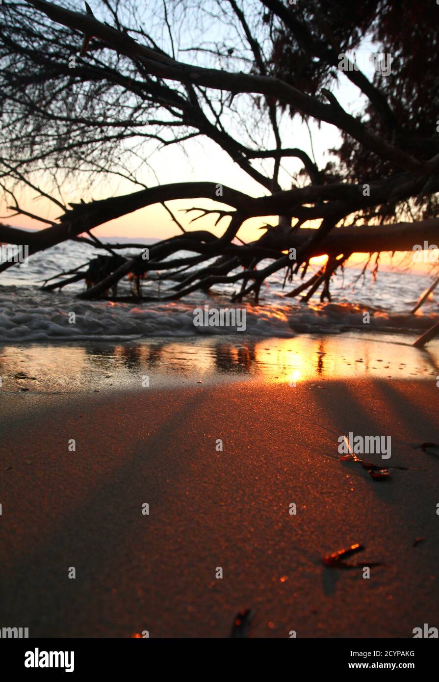 sea sunset death tree, landscape natural background Stock Photo - Alamy