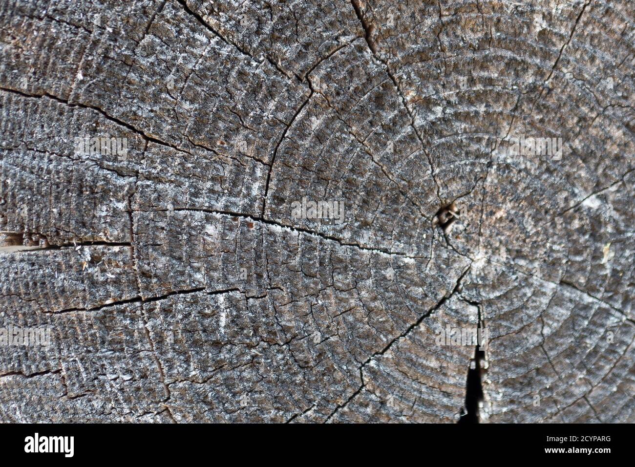 old tree stump texture background Stock Photo - Alamy