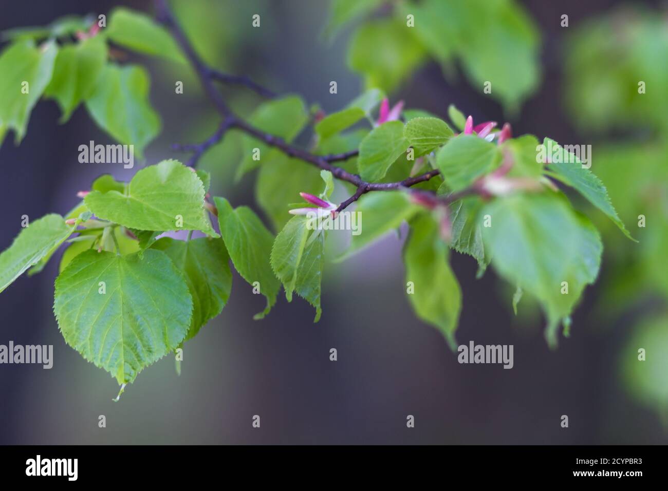 trees in the evening in the spring park Stock Photo - Alamy