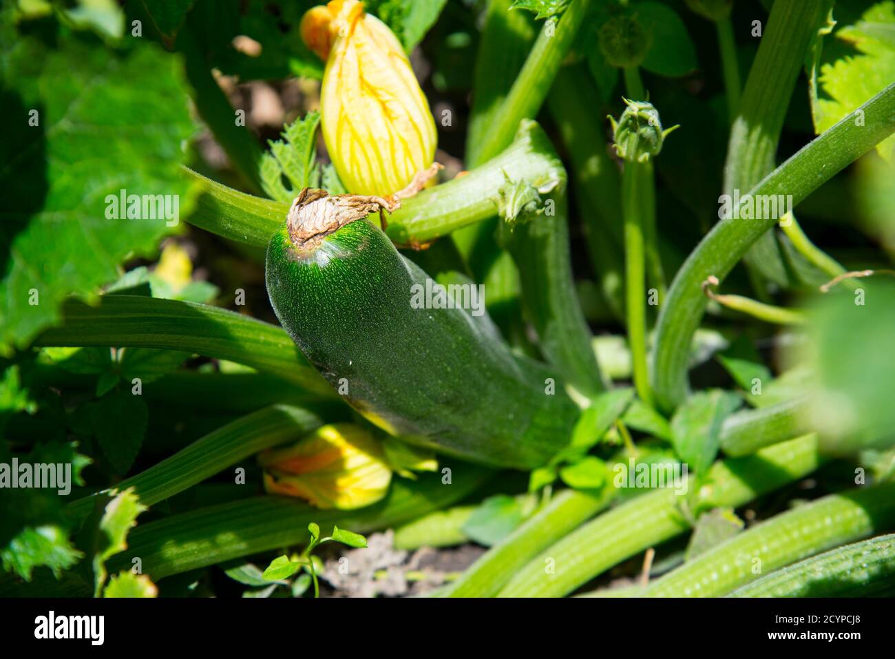 Marrows growing in garden Stock Photo - Alamy