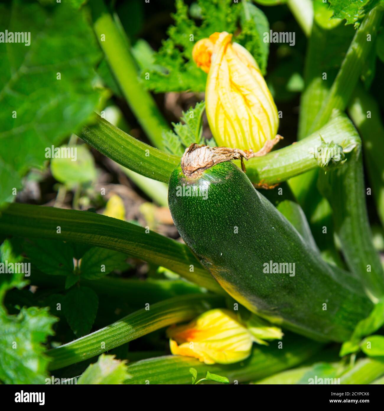 Marrows growing in garden Stock Photo - Alamy