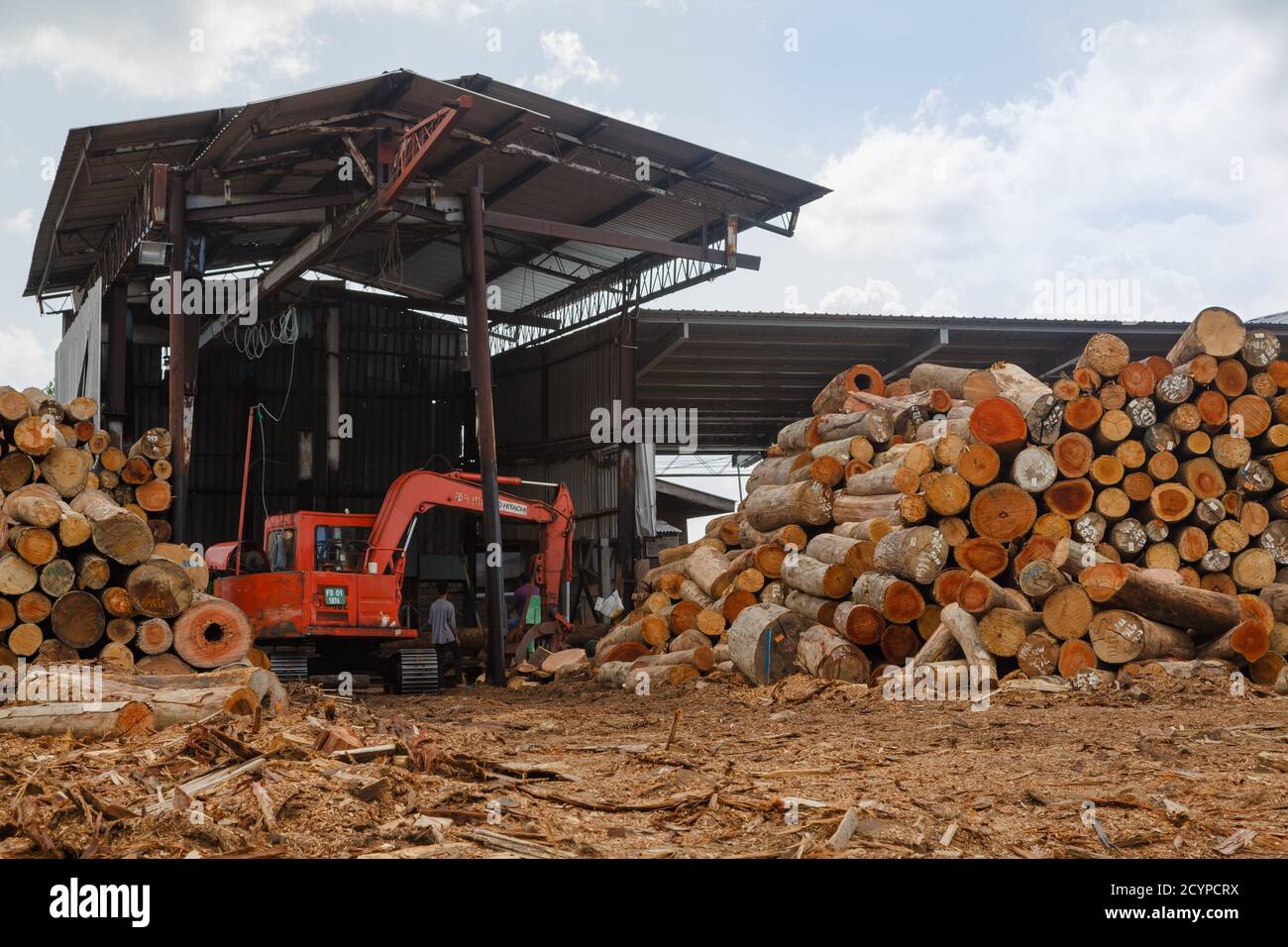 A bulldozer is sorting timber logs at the sawing hut of a plywood ...
