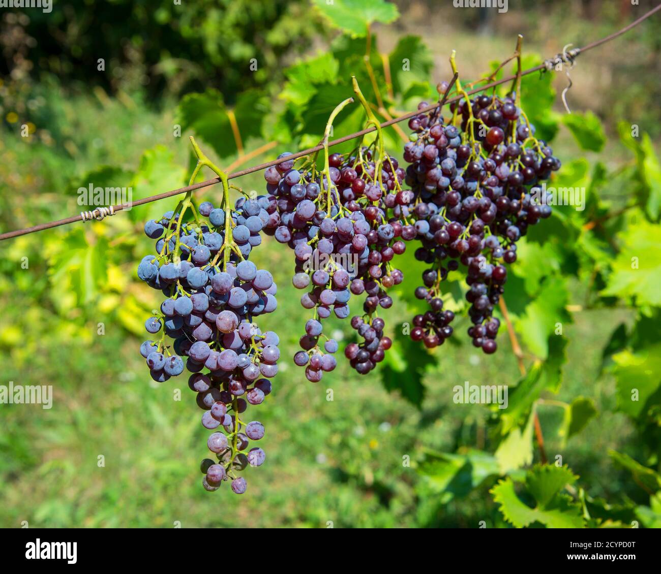 Drying grapes in the sun in the garden Stock Photo - Alamy