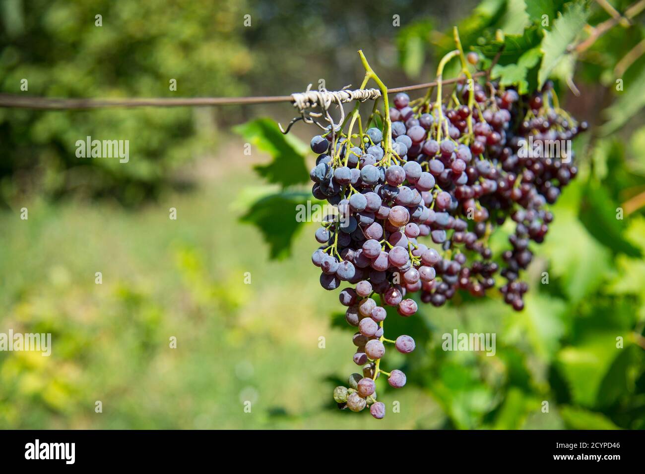 Grapes for drying hi-res stock photography and images - Alamy