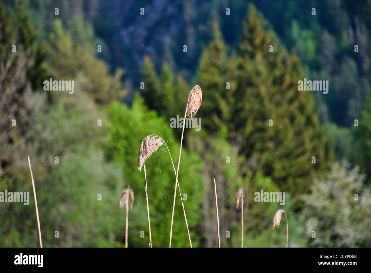 Schilf, Schilfgras, Phragmites australis, Schilfrohr, Ufer, gewässer ...