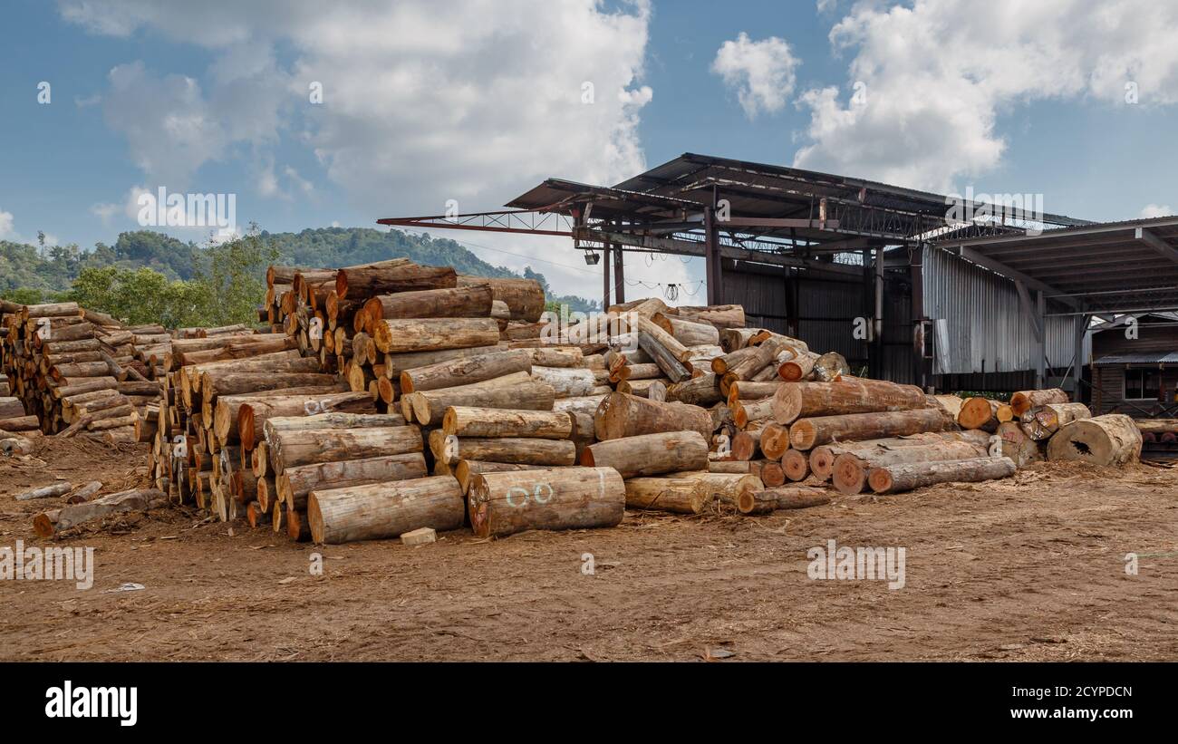 Storage of timber logs at the sawing hut of the plywood factory in ...