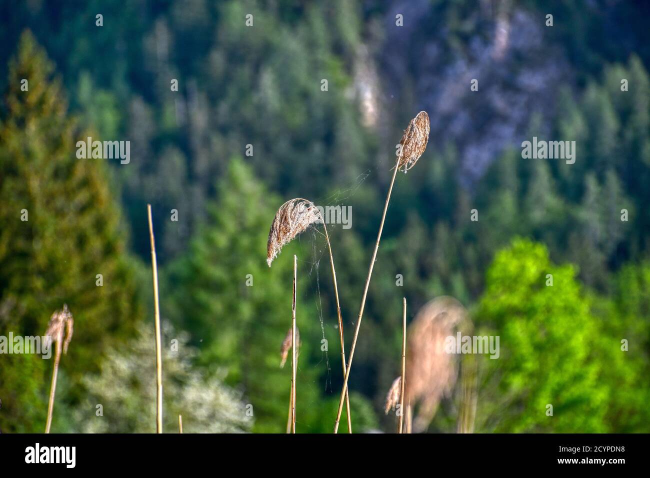 Schilf, Schilfgras, Phragmites australis, Schilfrohr, Ufer, gewässer ...