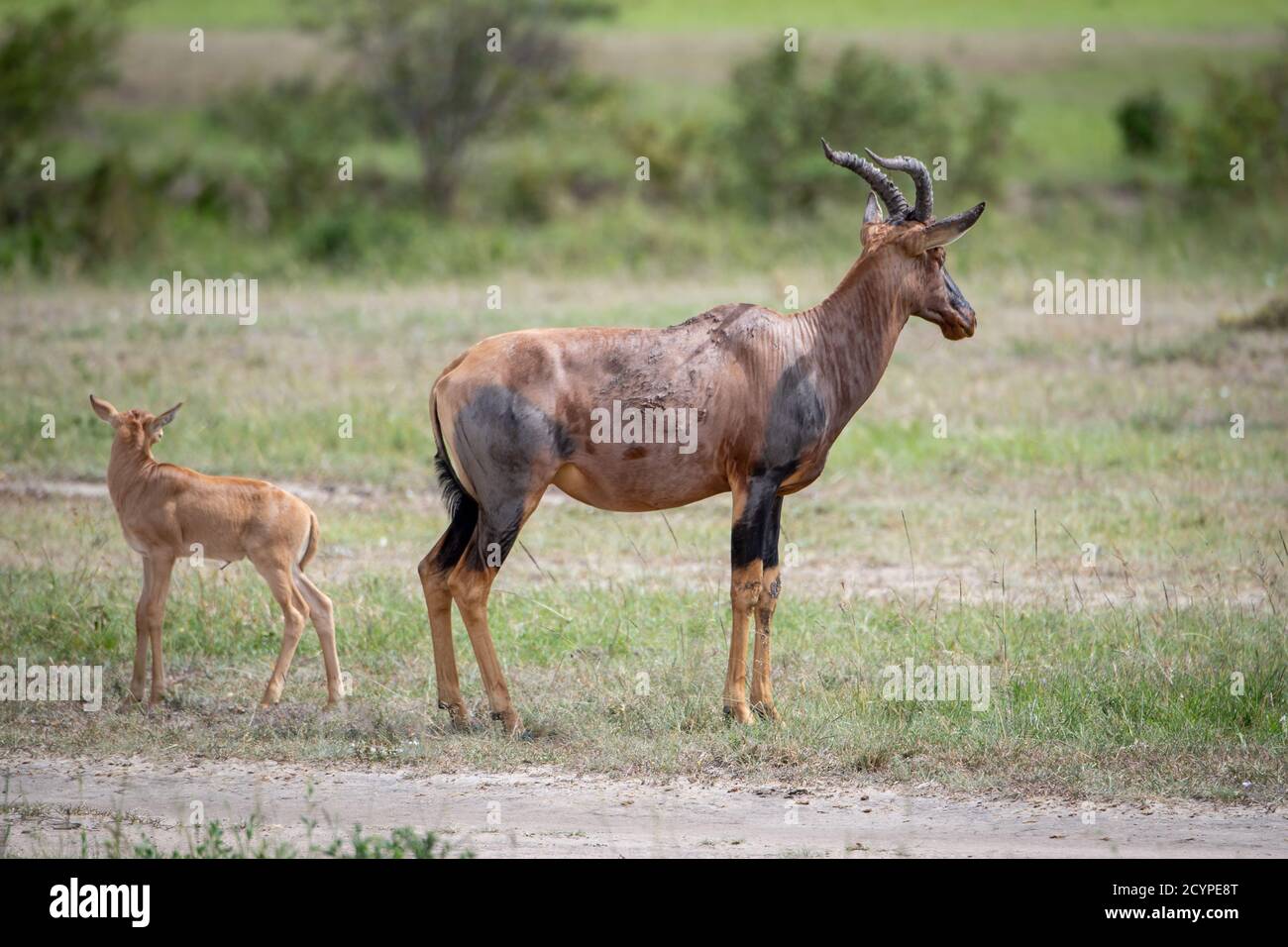 Female Topi (Damaliscus korrigum) with calf in Kenya, Africa Stock ...