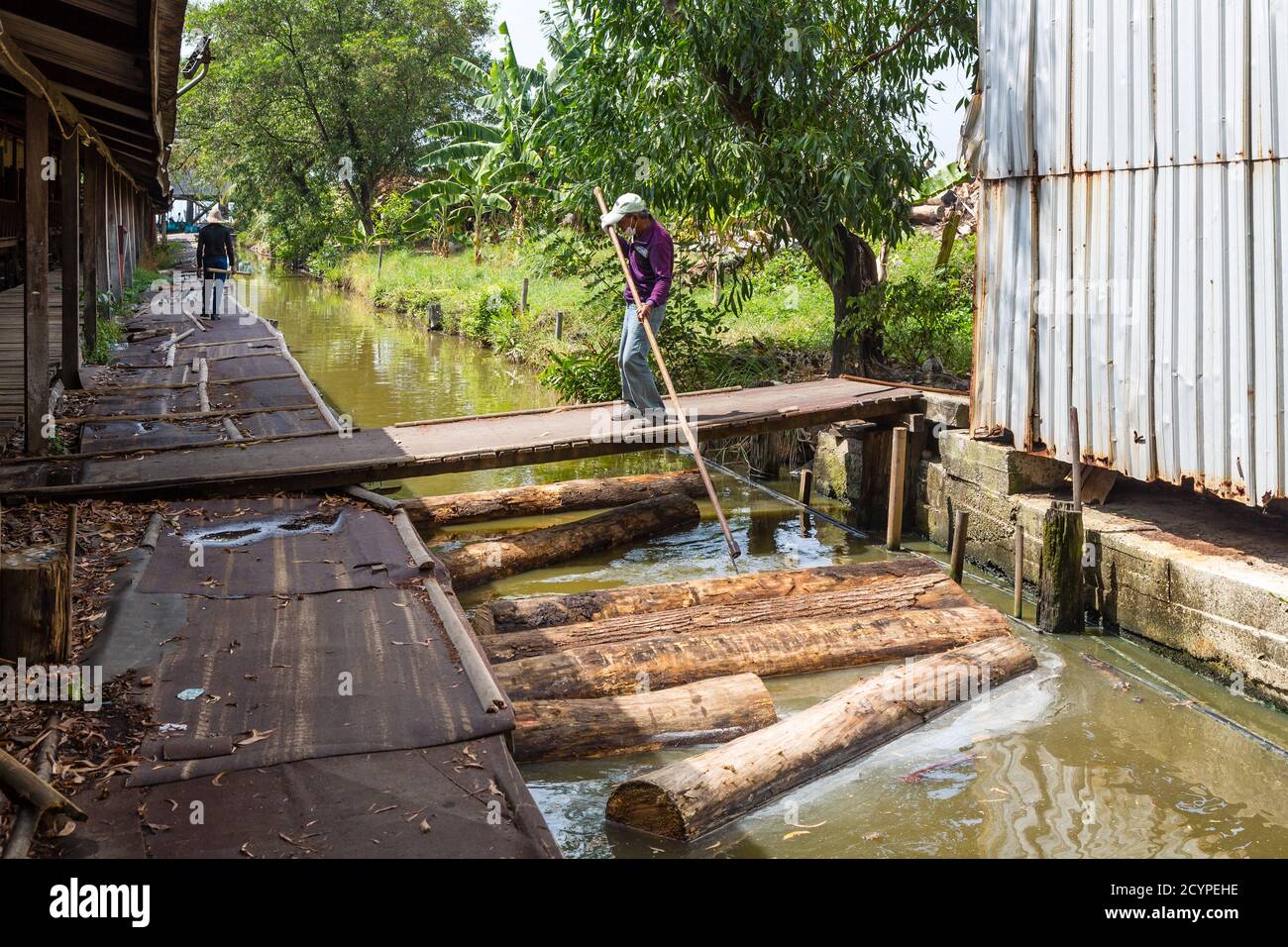 An elderly man is floating timber logs to the feeding pool of a plywood ...