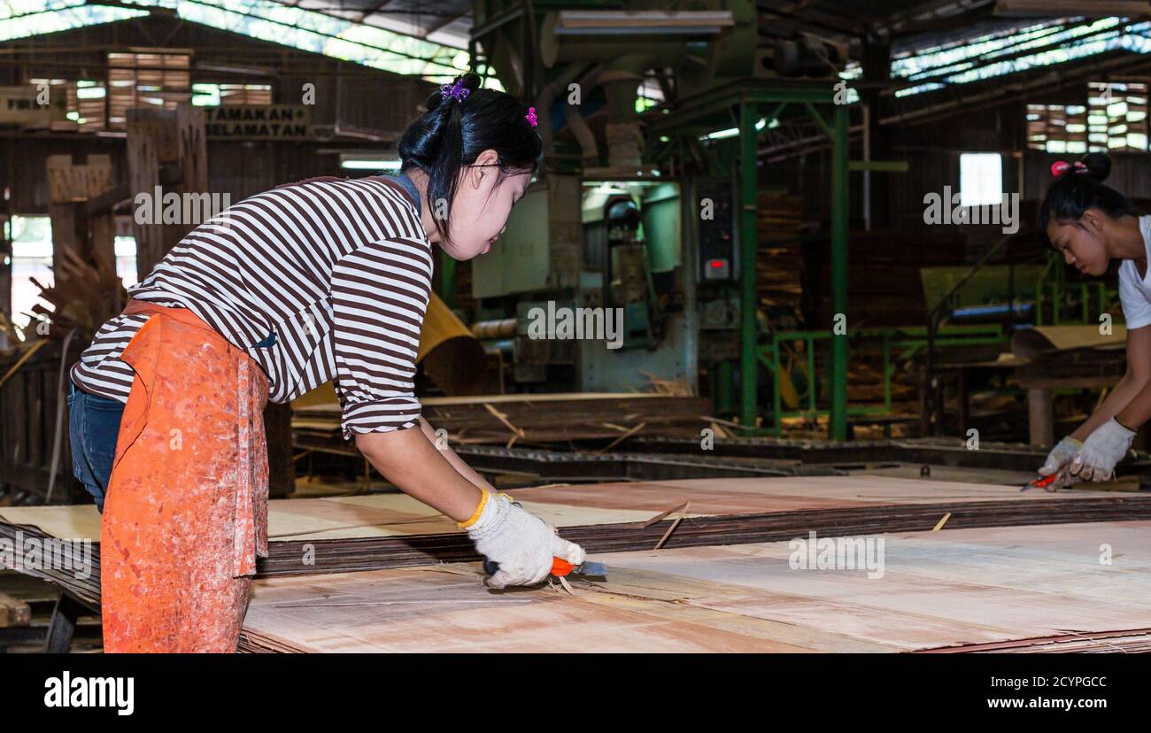 Repairing veneer sheets in a plywood factory in Sandakan, Sabah before ...