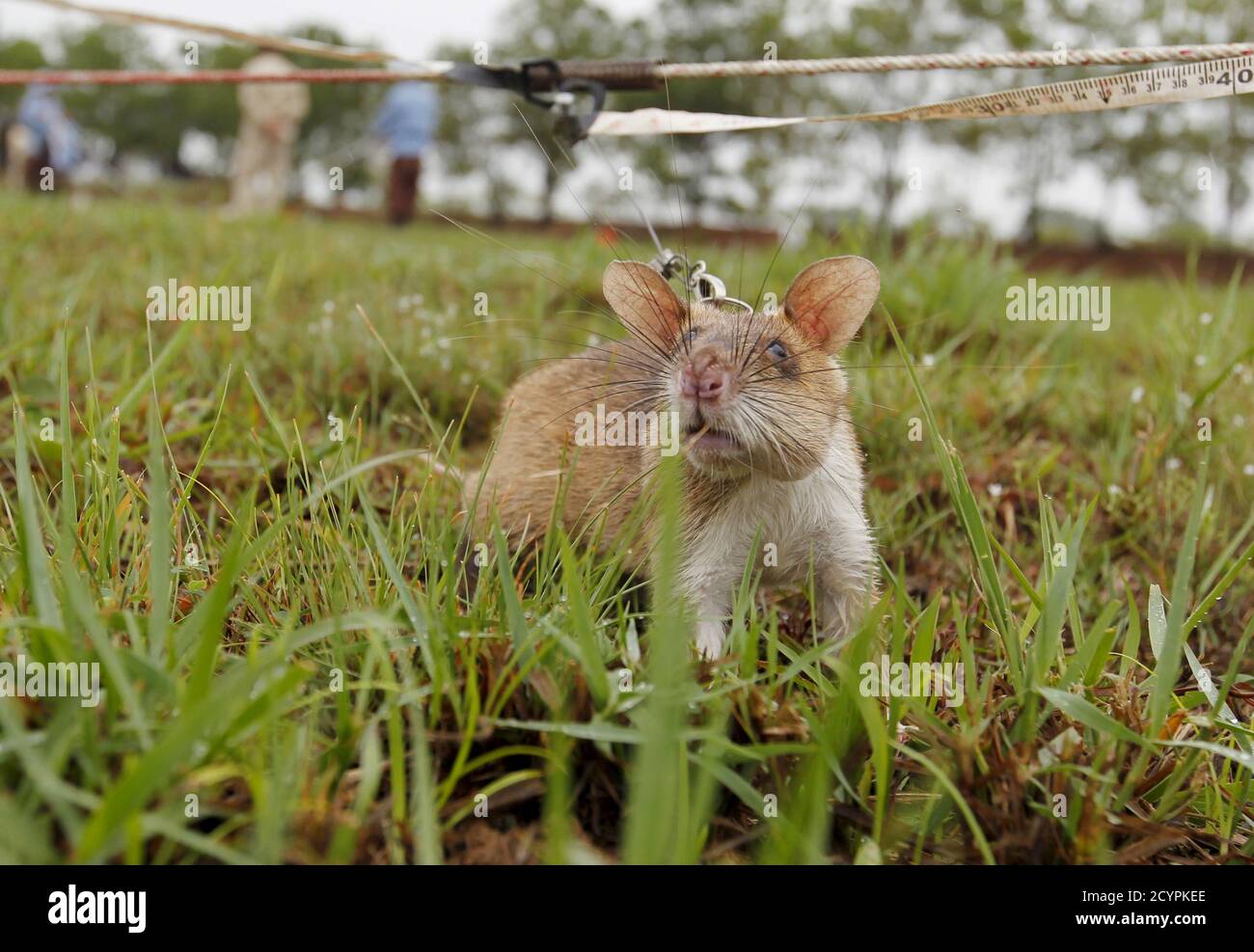 Landmine rats hi-res stock photography and images - Alamy