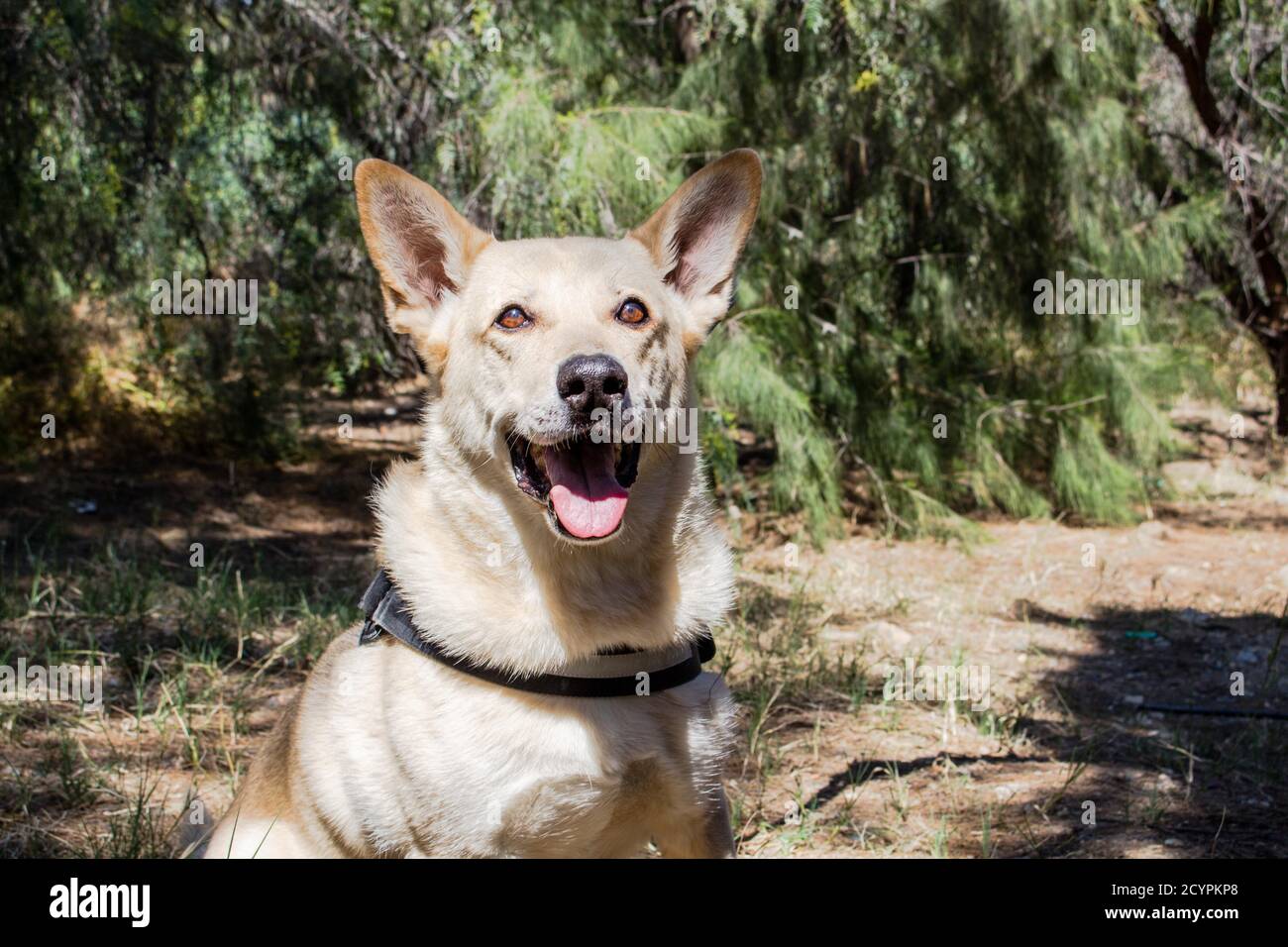 White dog smiling in the sun Stock Photo - Alamy