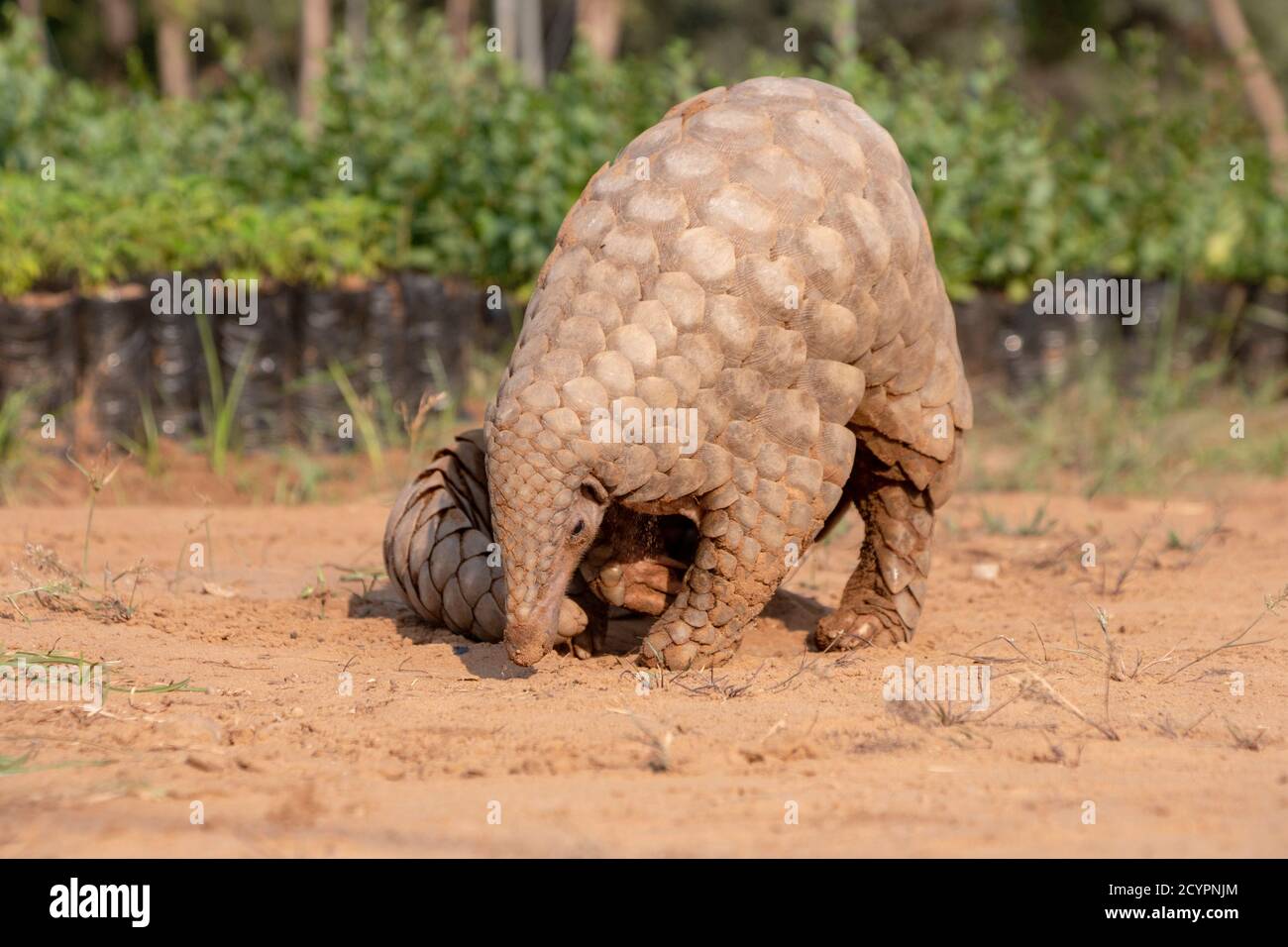 Indian pangolin or anteater (Manis crassicaudata) one of the most ...
