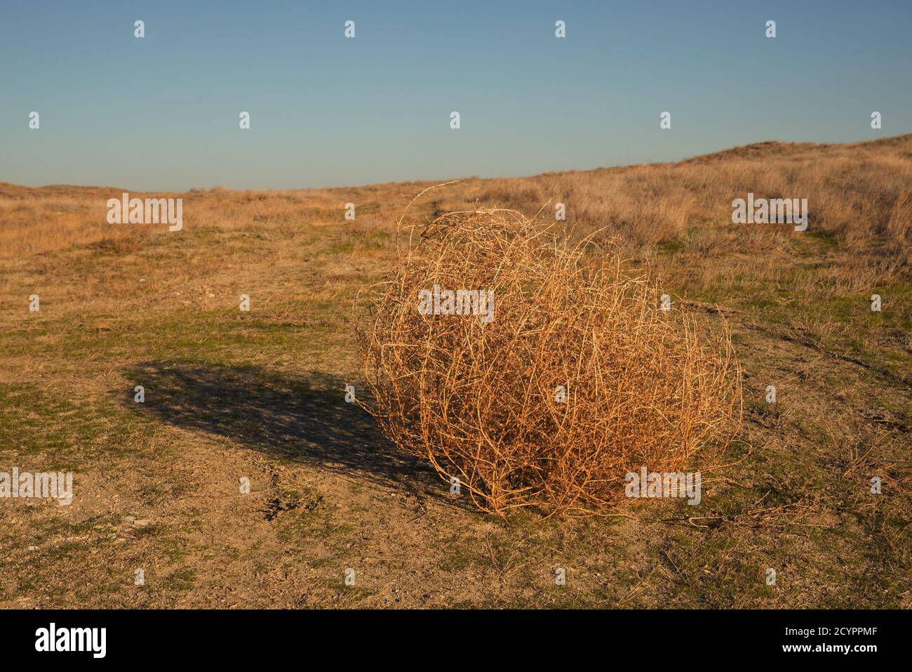 Deserted tumbleweed hi-res stock photography and images - Alamy