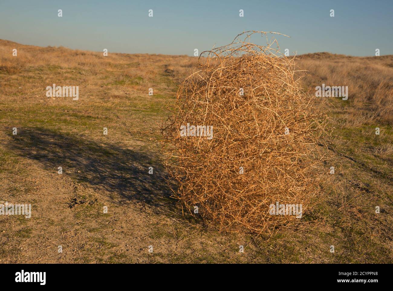 Deserted tumbleweed hi-res stock photography and images - Alamy