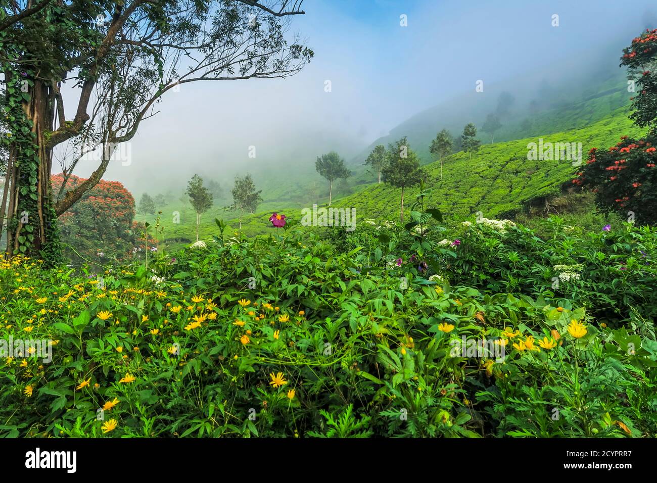 Mist & flowers at dawn at the Lakshmi tea estate in the Kannan Devan ...