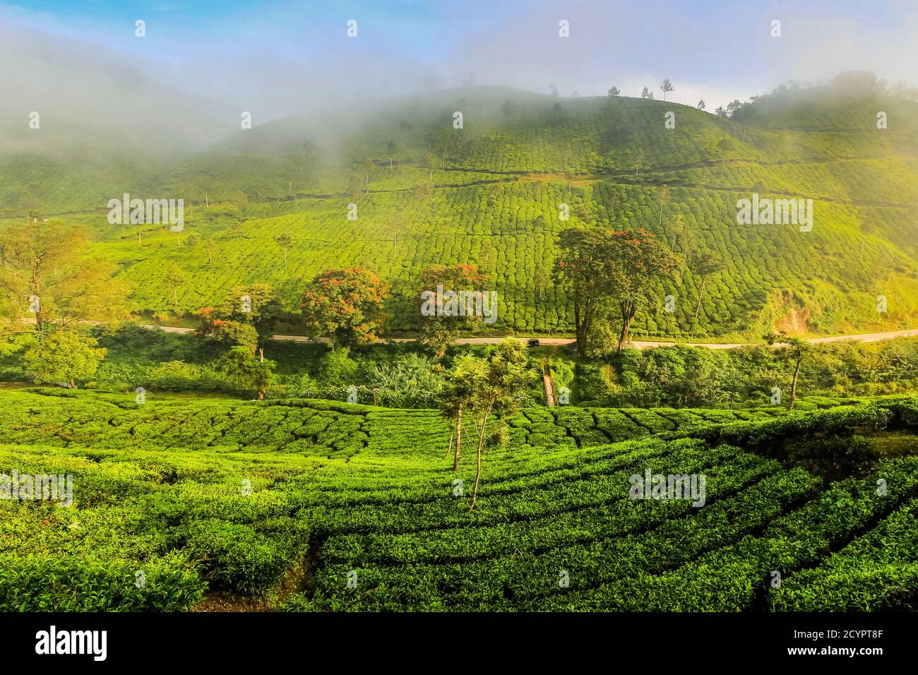 Morning mist at dawn at the Lakshmi tea estate in the Kannan Devan ...