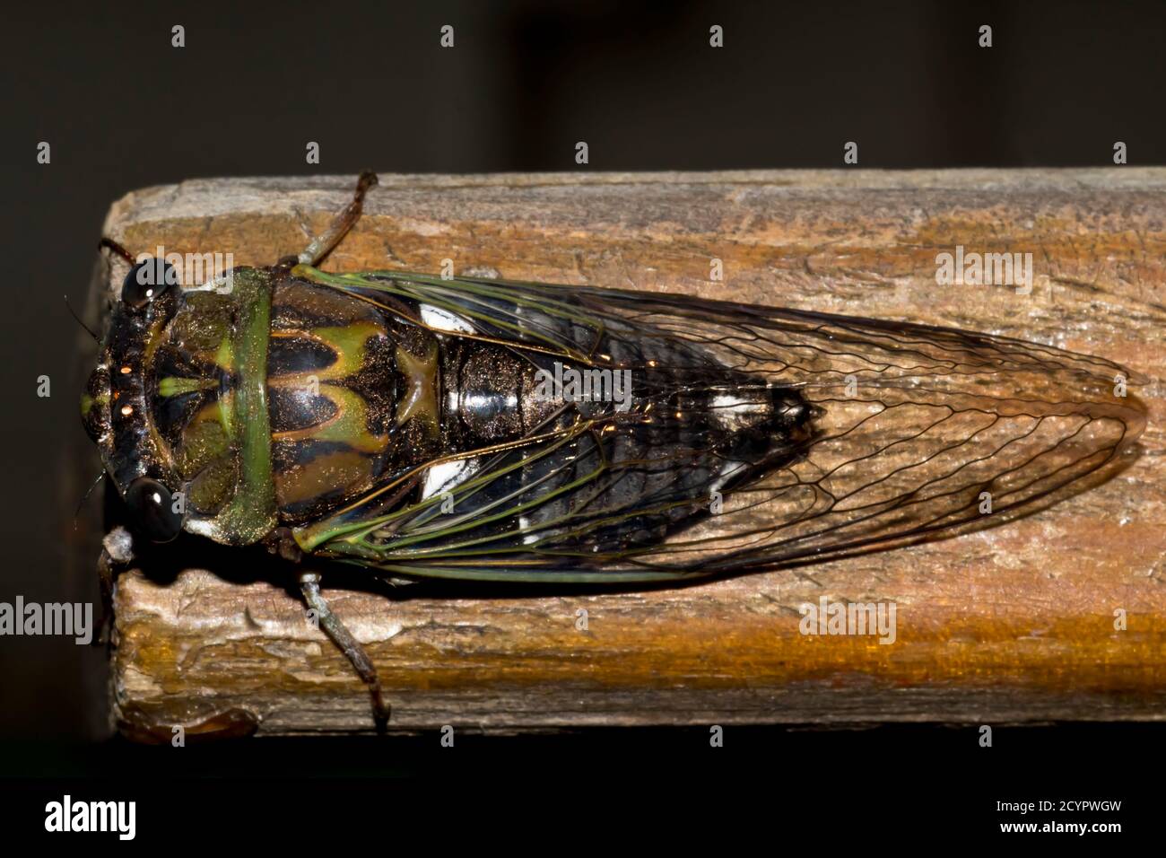 Back of cicada closeup Stock Photo - Alamy