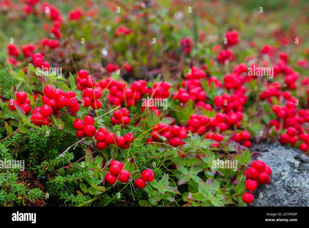 Swedish Dwarf Cornel. Nature of the coast of the Barents Sea. Kola ...