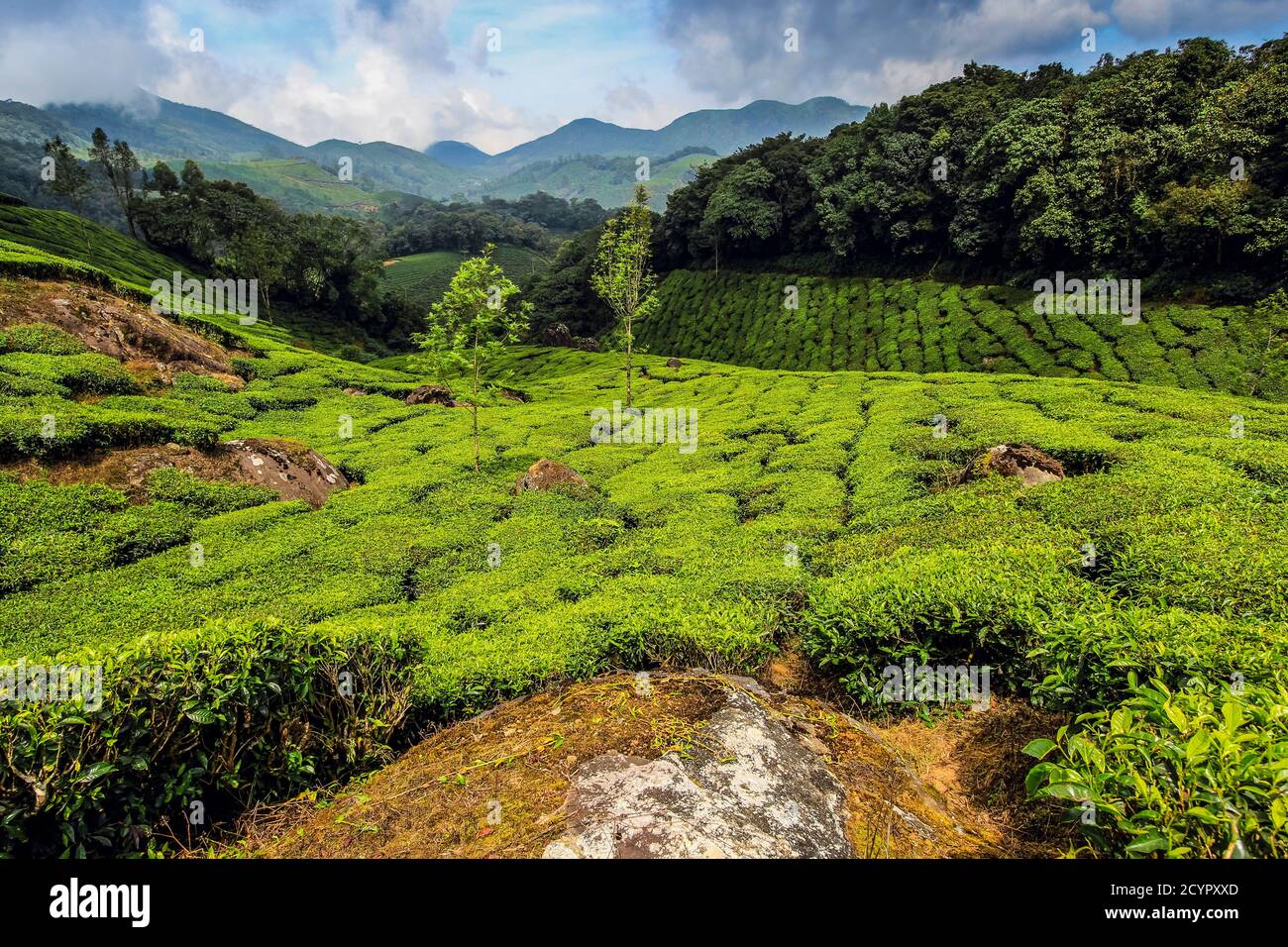View N from Lakshmi tea estate in the Munnar tea growing area to the ...