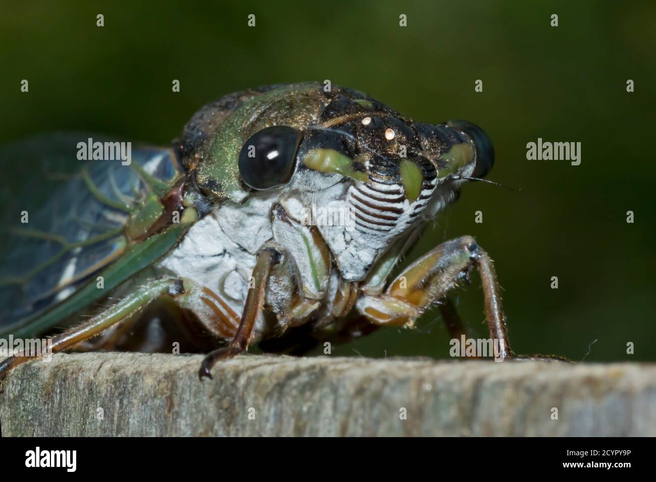 Cicada closeup hi-res stock photography and images - Alamy