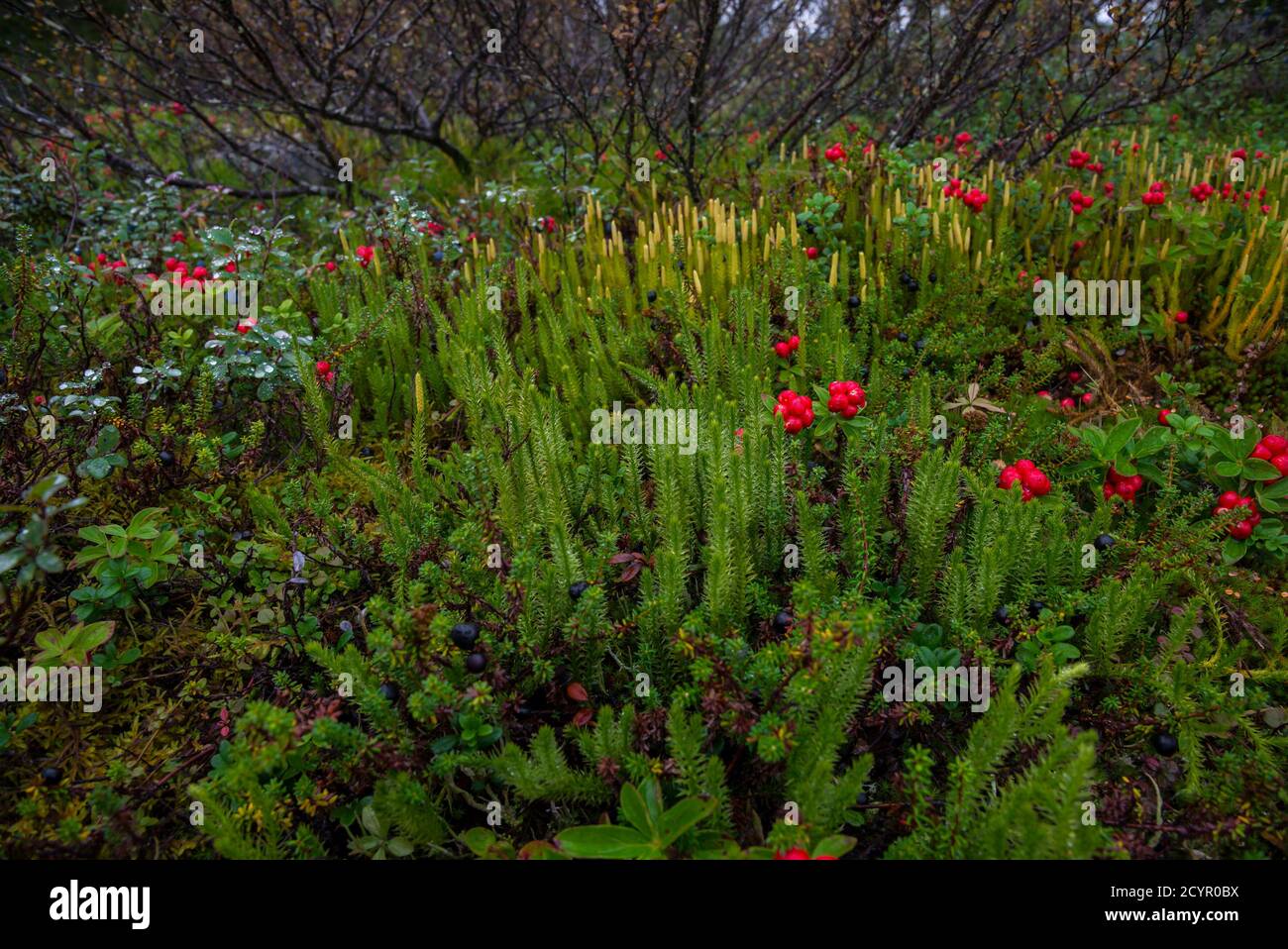 Arctic tundra berries hi-res stock photography and images - Alamy