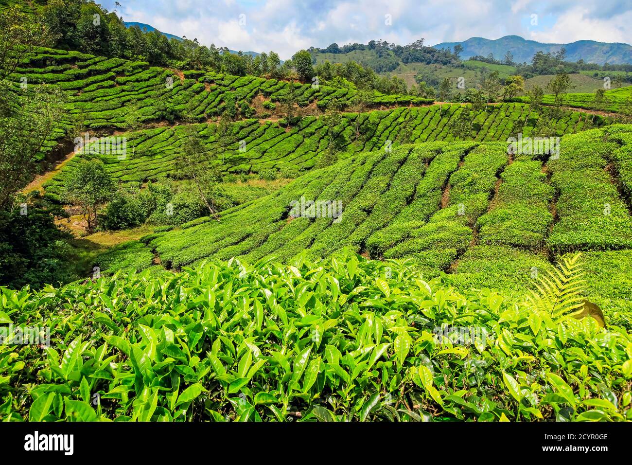 Tea bush covered slopes at Lakshmi tea estate in the Kannan Devan Hills ...