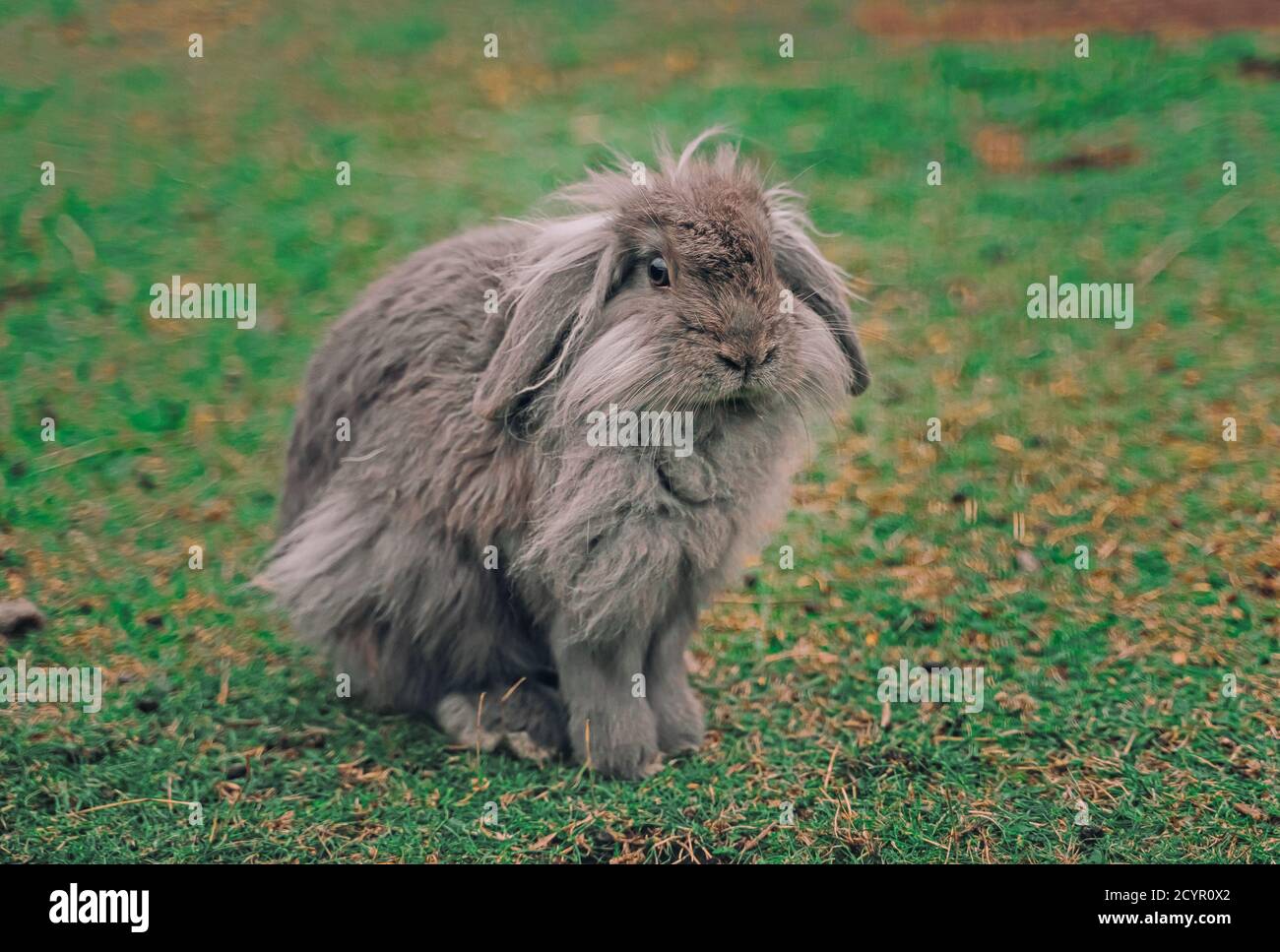 Portrait of fluffy grey rabbit on a natural green background Stock ...